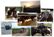 The Farm Fresh Story - Farm Fresh Malaysia