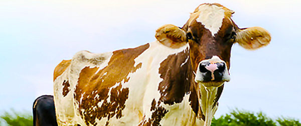 The Farm Fresh Difference - Farm Fresh Malaysia